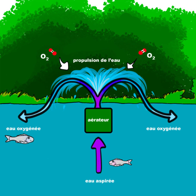 Lutte contre les cyanobactéries au lac d’Enghien : que fait le SIARE ...